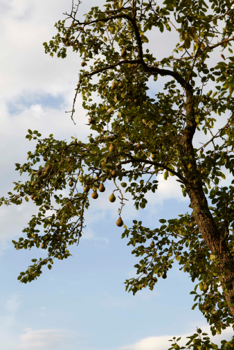 La Colline du Colombier - Restaurant, Hébergements